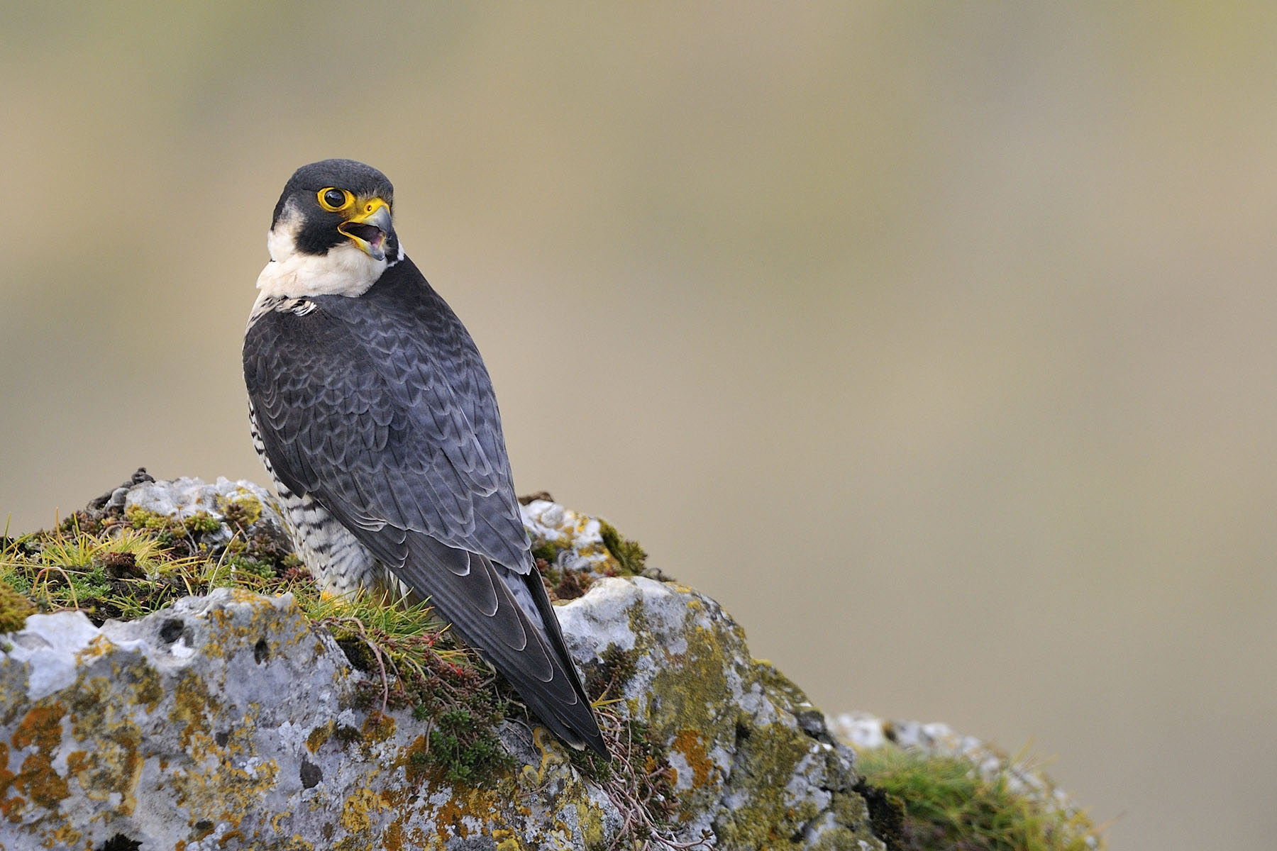 LIGUE POUR LA PROTECTION DES OISEAUX (LPO) LIGUE POUR LA PROTECTION DES OISEAUX (LPO)